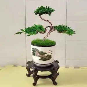 绿植耐热耐寒迎客松四季常青松柏二松树一发花卉买盆景室内外其他