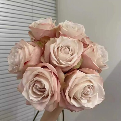 青春/伊娃夫人  切花大花月季花苗庭院阳台绿植盆栽花卉勤花