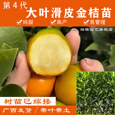 4代大叶滑皮金桔苗果树盆栽种植