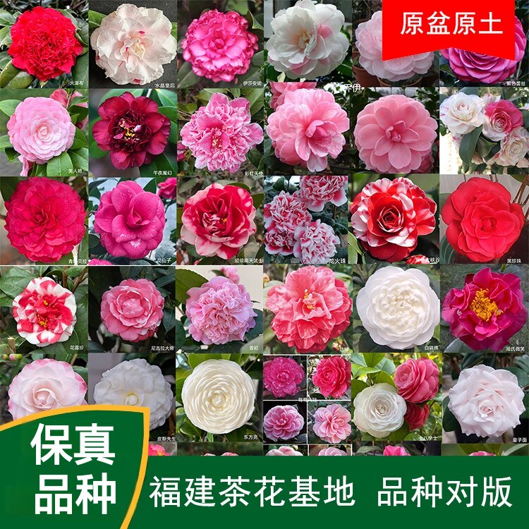 热卖茶花珍贵品种包对版原盆原土福建基地发货阳台庭院绿植