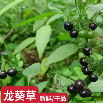 龙葵草新鲜潮汕乌点归规白花菜天茄子黑天苦葵鸡啄草乌疔草苦龙葵