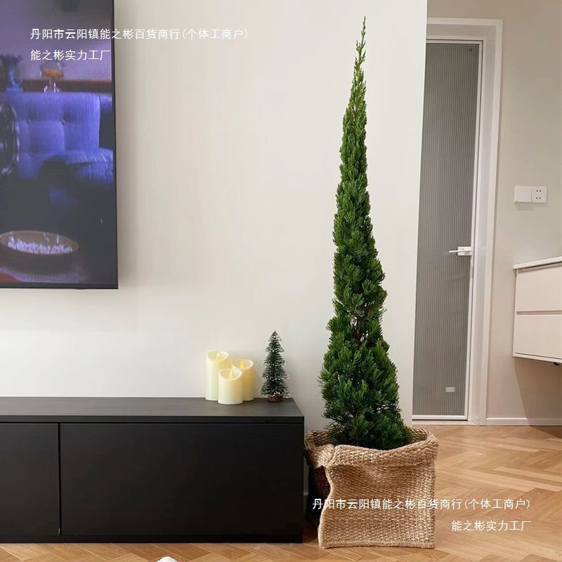 鲜切龙柏树枝圣诞节装饰水培养持久续航真树龙柏观赏真绿植柏树枝