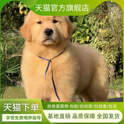 金毛幼犬聪明大型犬小活体真狗活物伴侣犬巡回犬帅气小狗温顺陪伴