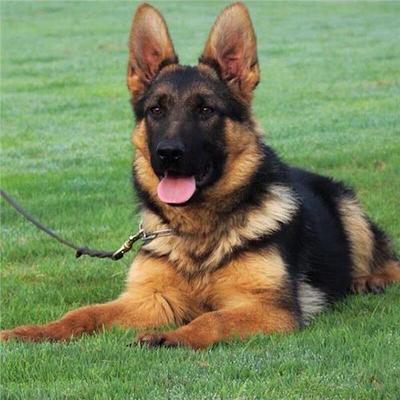 德牧幼犬平背狗聪明农村大型犬警犬工作犬护院便宜家养护卫犬霸气