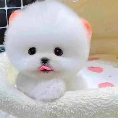 博美幼犬聪明迷你小型犬幼崽超萌袖珍茶杯犬狗现货犬宠物狗狗帅气