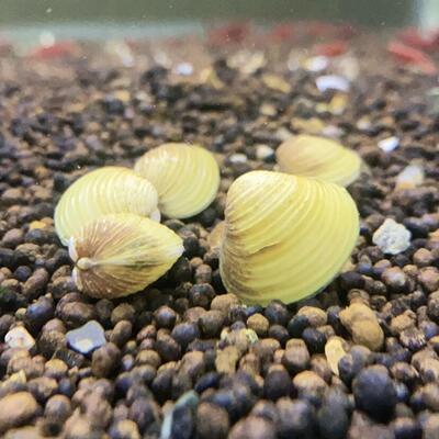 黄金蚬溪蚬小河蚌河蚬黄金螺除藻 清洁净水观赏 鱼缸吃鱼粪便清理