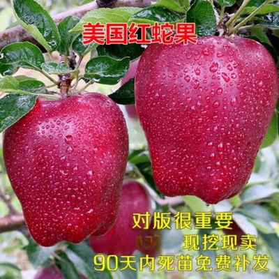 苹果树苗 美国红蛇果树苗 苹果苗当年结果花牛苹果苗南方北方种植