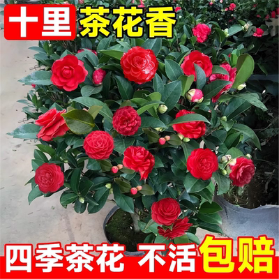 茶花树苗四季特大号香妃山茶花