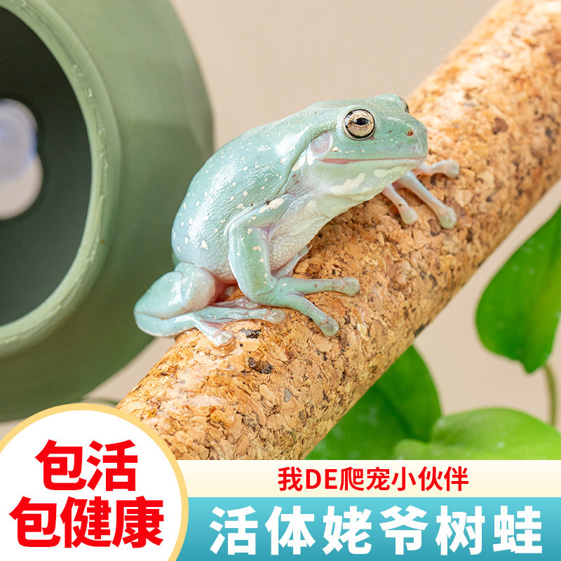 宠物姥爷树蛙活物新手爬宠温顺可上手雨淋缸造景宠物蛙易养异宠
