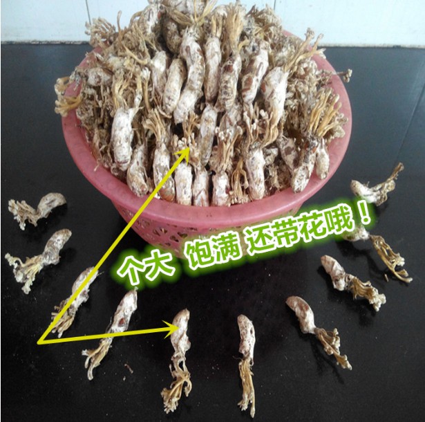 金蝉花新鲜干鱼2018新货 冬虫夏草新鲜干鱼金蝉花菌种苗包邮