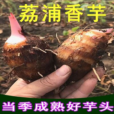 正宗江西荔浦香芋头芋仔炮弹芋头糯糯槟榔芋芋头盆栽非红芽芋芋仔