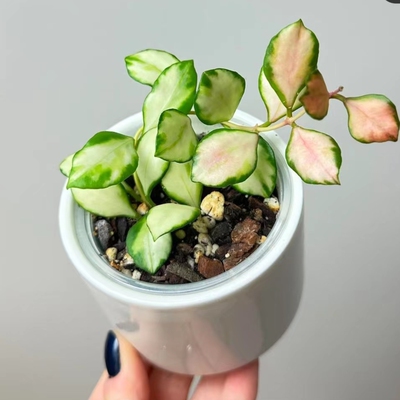 休斯科尔内锦球兰  王先森的花园