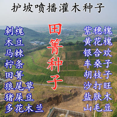 田菁种子田箐种子高速护坡绿化山坡河堤矿山修复客土喷播灌木种籽