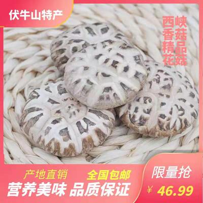 河南500克椴木花菇包邮