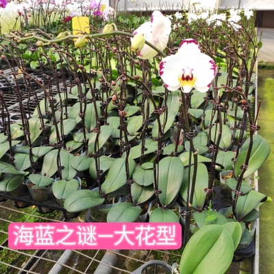 特别花色洋兰~海兰之谜~国色天香~鲑鱼 ~带花苞带花剑室内盆栽