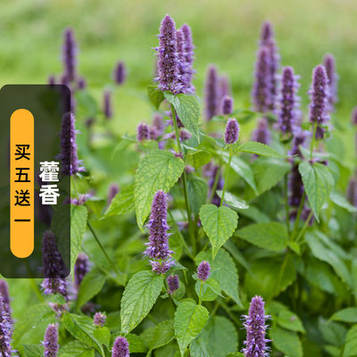 藿香种子200粒合山茴土苍