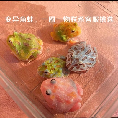 变异角蛙一图物蝴蝶黄金草