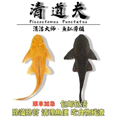 红眼女王清道夫鱼缸清洁工金苔鼠观赏鱼缸除藻鱼吃垃圾粪便清理鱼