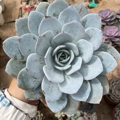 白莲大单头雪莲杂广寒宫精美韩货多肉