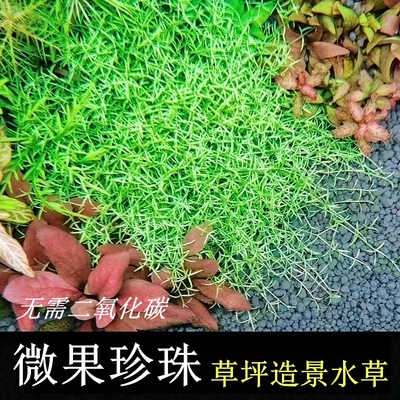 阴性前景好养微果草新手懒人鱼缸草缸造景装饰草坪水草