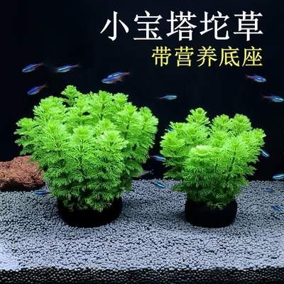 小宝塔坨草水草自带营养底座