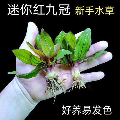 迷你红九冠很好养的红色水草