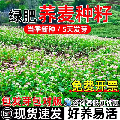 优质荞麦苦荞麦易种易活高产种子