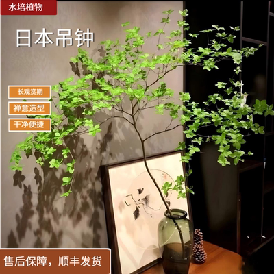 进口水培植物日本吊钟绿植