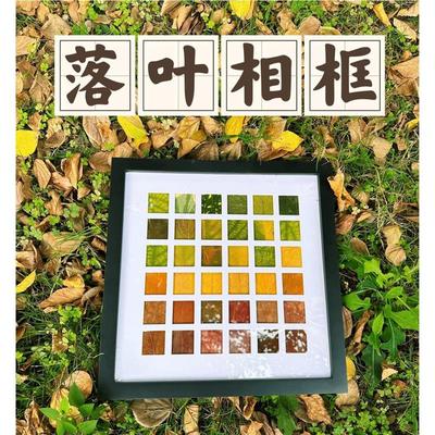 落叶画框中空diy干花植物标本框树叶画照片墙组合相框软装亲子手