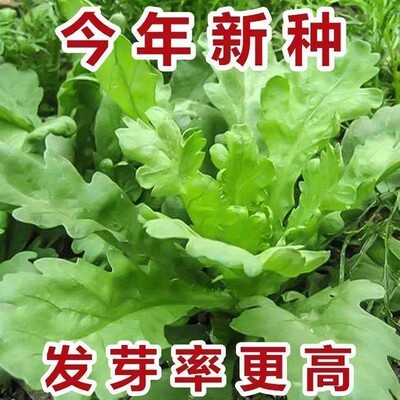 大叶茼蒿种子皇帝菜春季夏秋冬盆栽阳台四季青蔬菜种籽孑现在农家