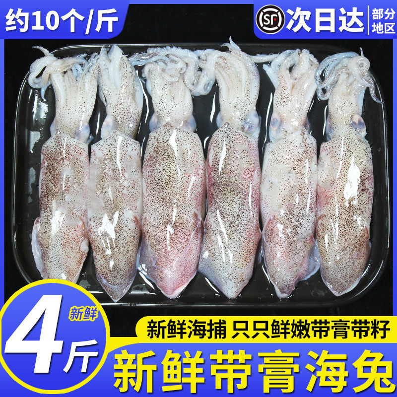 4斤海兔子非满籽笔管鱼海兔鲜活籽乌海鲜水产小鱿鱼非带籽墨鱼