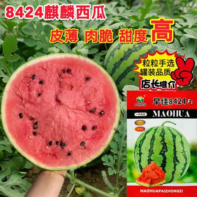 中科茂华早佳花蜜南汇正宗早佳8424西瓜种子薄皮超甜麒麟西瓜种籽