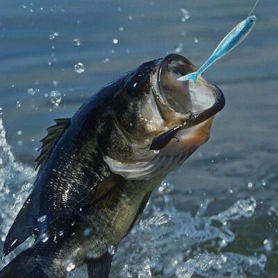 2Pcs Fishing Lures Shad Bait Soft Lure Soft Bait Artificial