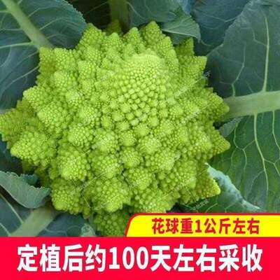 Baota cauliflower seeds, Baota cauliflower seeds, vegetable