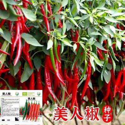 Unbeatable Beauty Pepper Seeds Featured Red Pepper Long Pep