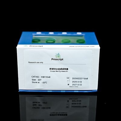 环状RNA合成试剂盒 MB11048 科研试剂 现货供应