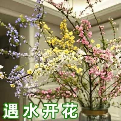 雪柳鲜枝年宵盆栽水养干枝水培植物耐寒室内雪花花卉绿植遇水开花