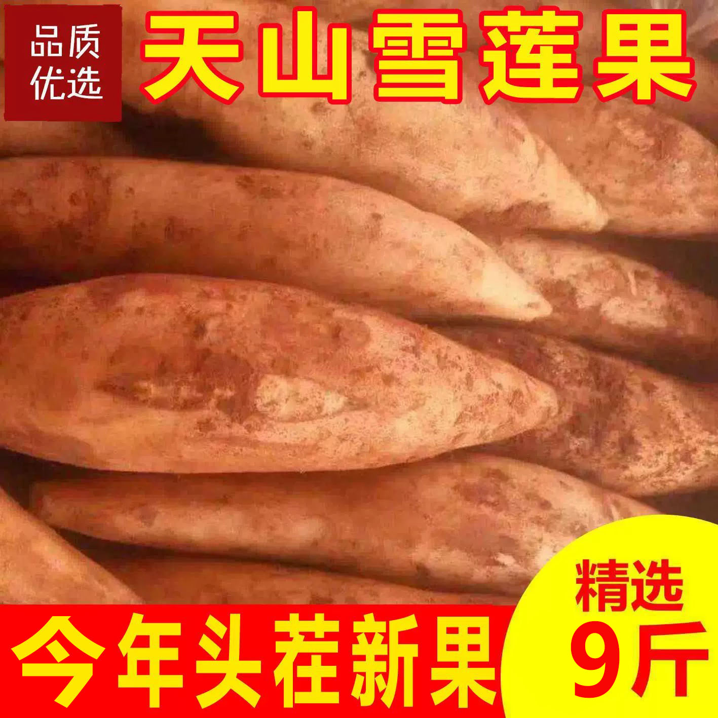 2026年新果精品特级云南天山黄心雪莲果新鲜水果脆甜多汁9斤包邮