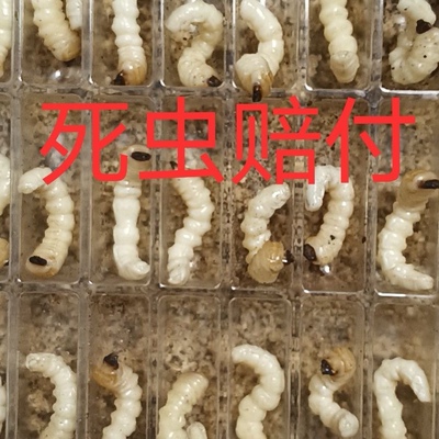 松树野生小头柴虫鸟食活体虫新鲜包活天牛幼虫画眉鸟斗鸟提性换毛