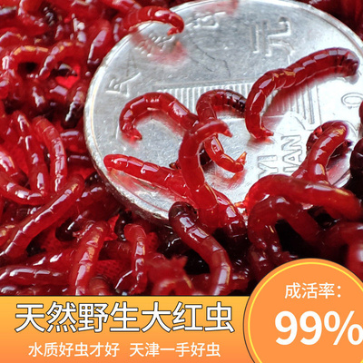 鲜活红虫活饵特大号红虫鱼饵拉饵鲫鱼野钓饵料钓鱼蚯蚓鱼饵公线虫