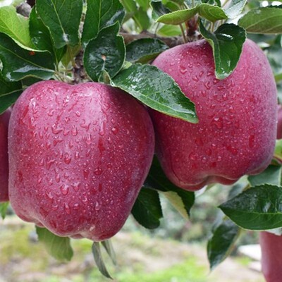 天水花牛苹果树苗嫁接红蛇