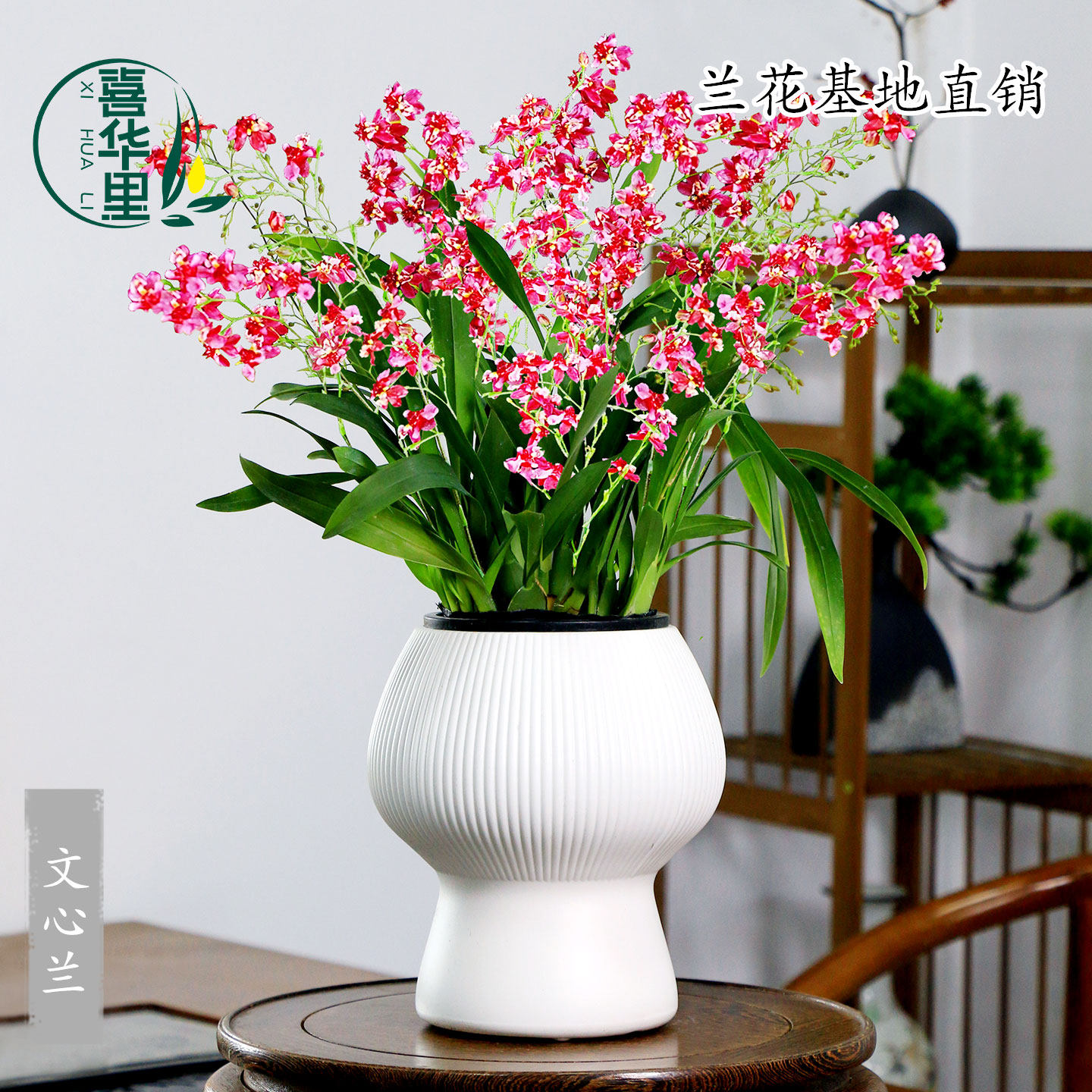 翁源兰花香水文心兰盆栽带花浓香型梦香兰办公室桌面绿植花卉盆景