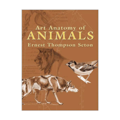 英文原版 Art Anatomy of Animals 动物艺术解剖学 Ernest Thompson Seton 英文版 进口英语原版书籍