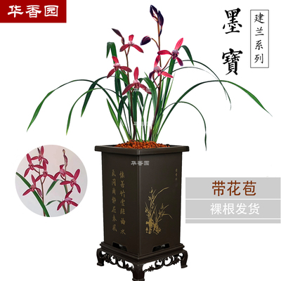 墨宝办公室兰花华香园