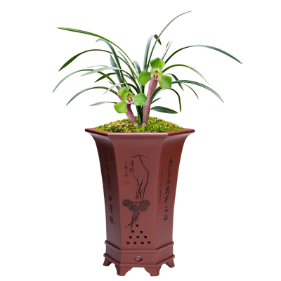 华香园兰花荷瓣绿植盆栽