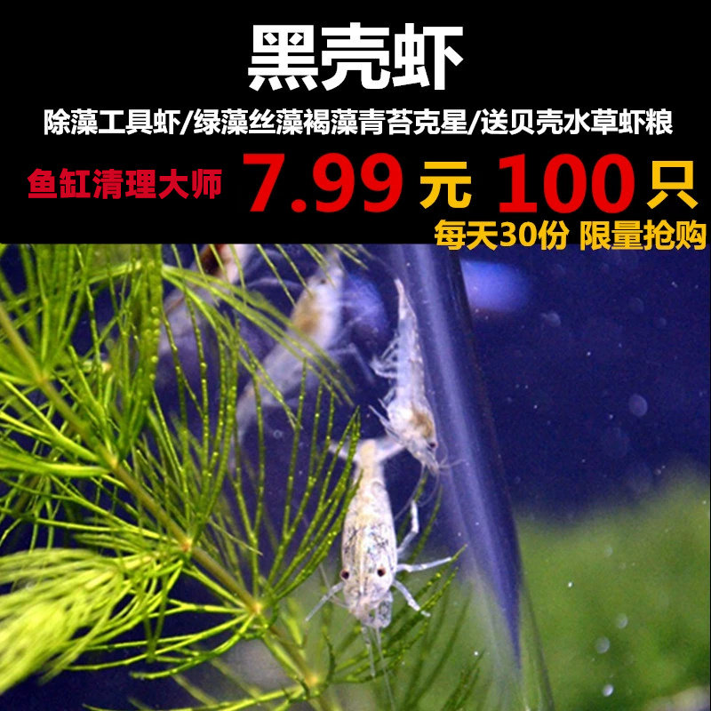 黑壳虾除藻虾活体草缸除藻虾观赏虾工具虾米宠物虾 淡水虾清洁虾
