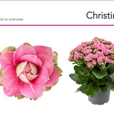 爱米园艺长寿花重m瓣好养客厅室内开花花卉-新品-克里斯蒂