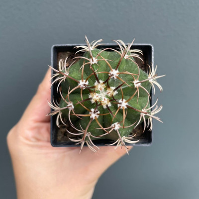 绿植仙人掌趣味微观桌面好养花卉