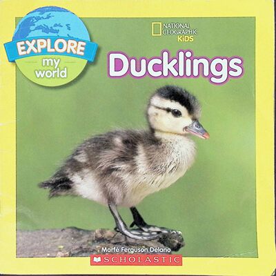 英文原版图书小鸭子科普绘本