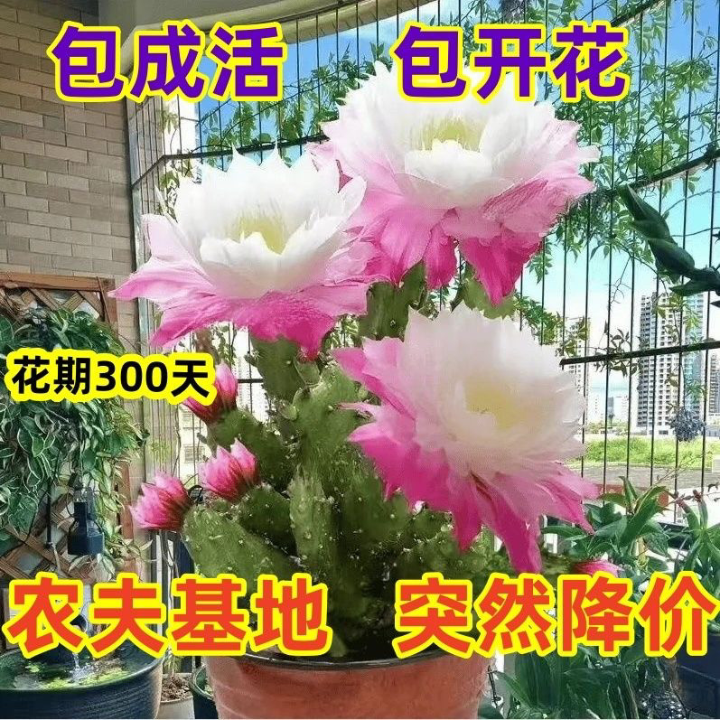 新品千手观音懒人花南北种植大花浓香四季抗寒耐旱